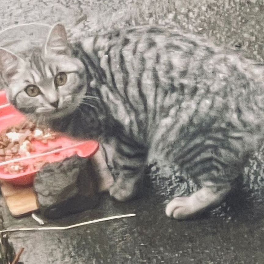 Котёнок в добрые руки