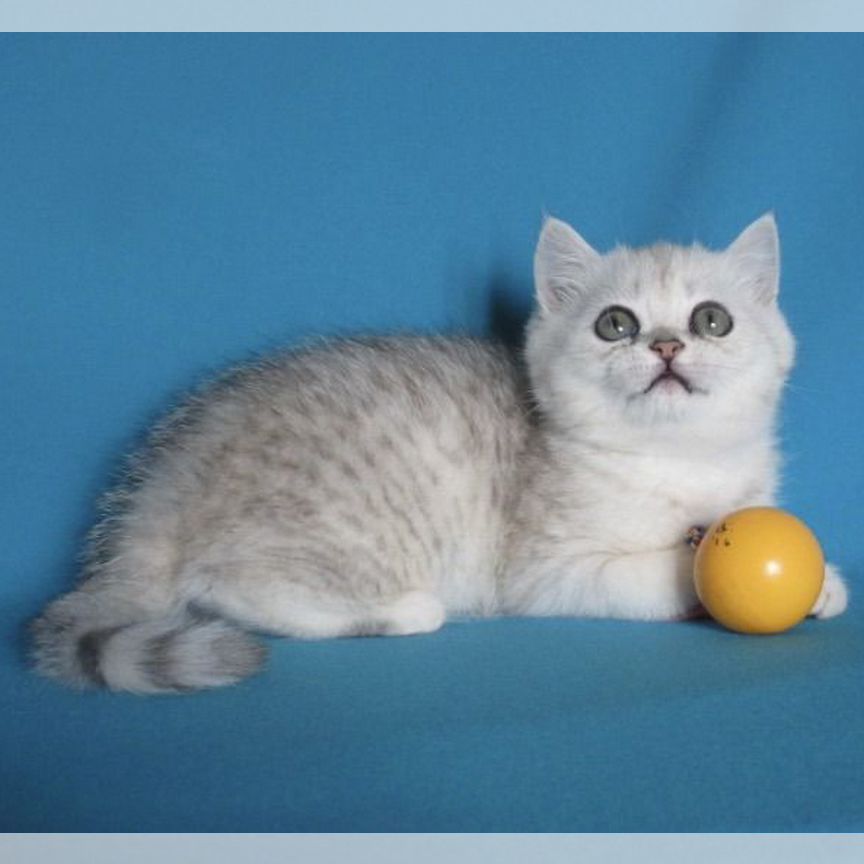 Шотландский прямоухий короткошёрстный котёнок